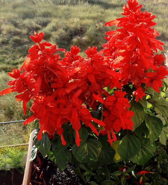 Biosfera vegetal.: Salvia roja (Salvia splendens Sellow ex Schult.).