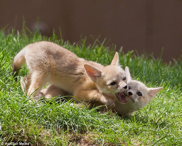 White Wolf : Fantastic family of fox pups roll in the grass and play ...