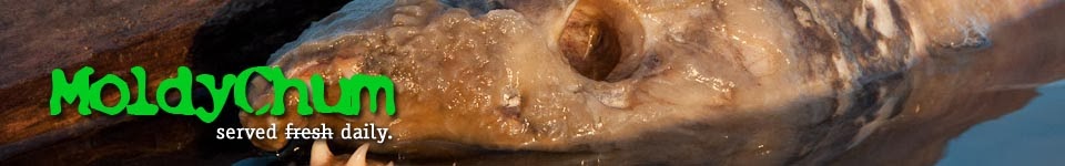 Tight Lined Tales of a Fly Fisherman: Moldy Chum's Slab of the Year ...