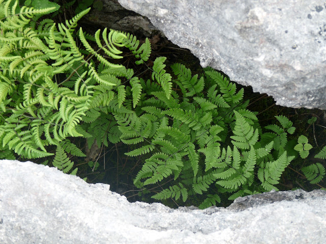Hutton Roof's Special Ferns and More: Gymnocarpium robertianum ...