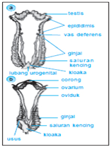 Sistem Reproduksi Ikan Terlengkap ! - GO-PERIKANAN