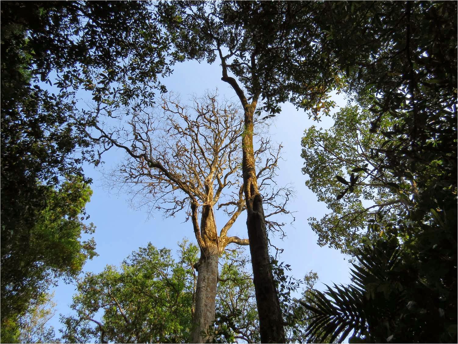 Agumbe Rain Forest Visit in Search of King Kobra at Kalinga Center for ...