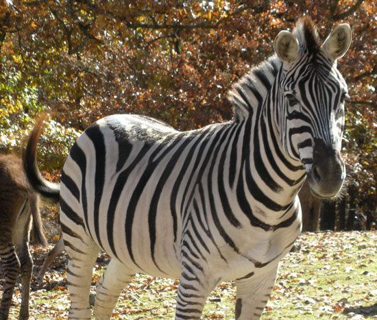 ANIMAL WORLD: Zebra Fact's and Info With Beautiful Images 2013