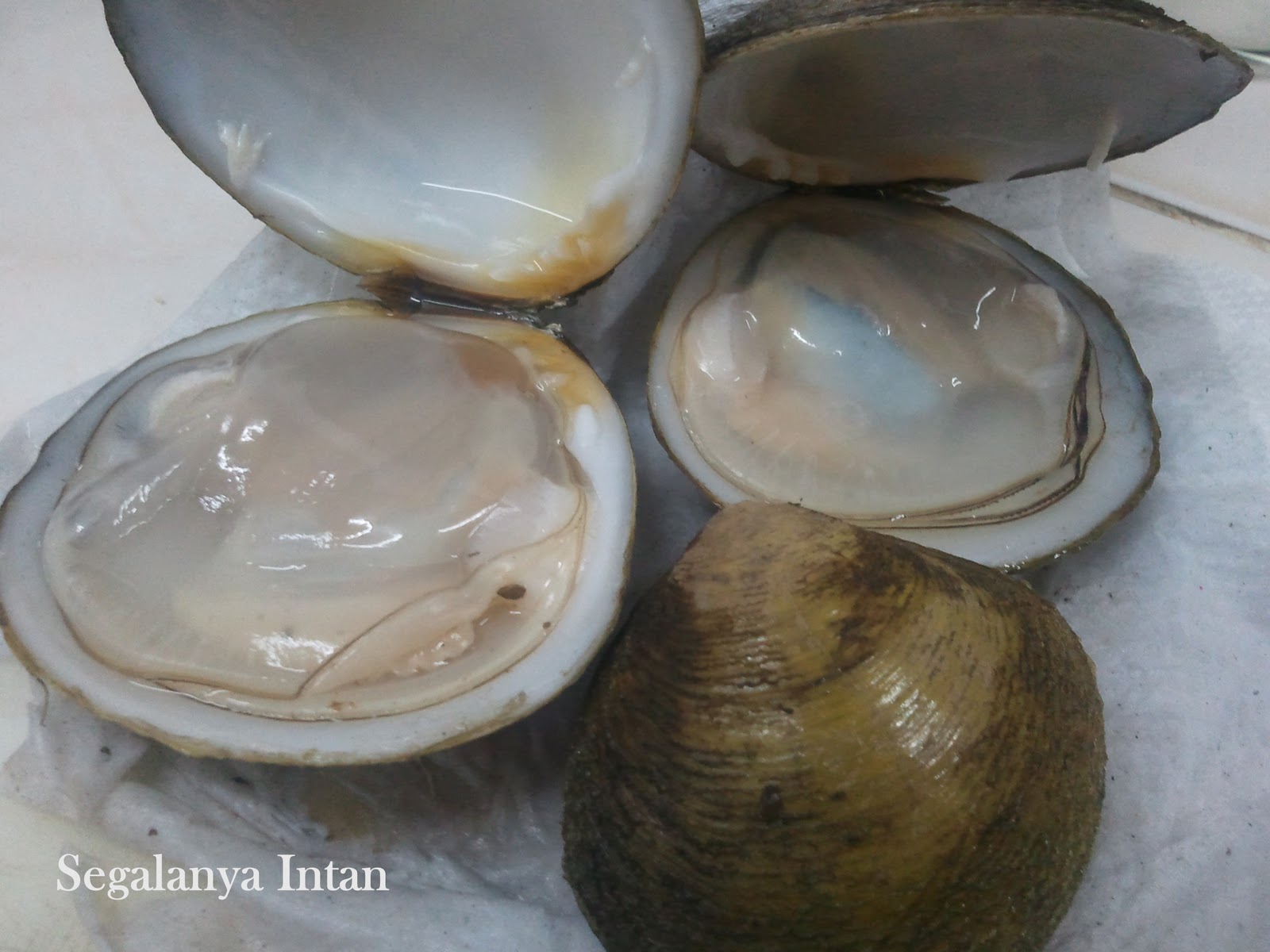 Segalanya Intan: Rendang Lokan