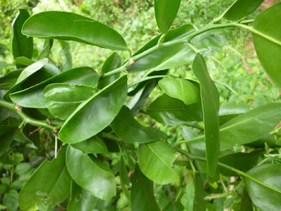 Wild Mandarine - Pamburu | SL Flora
