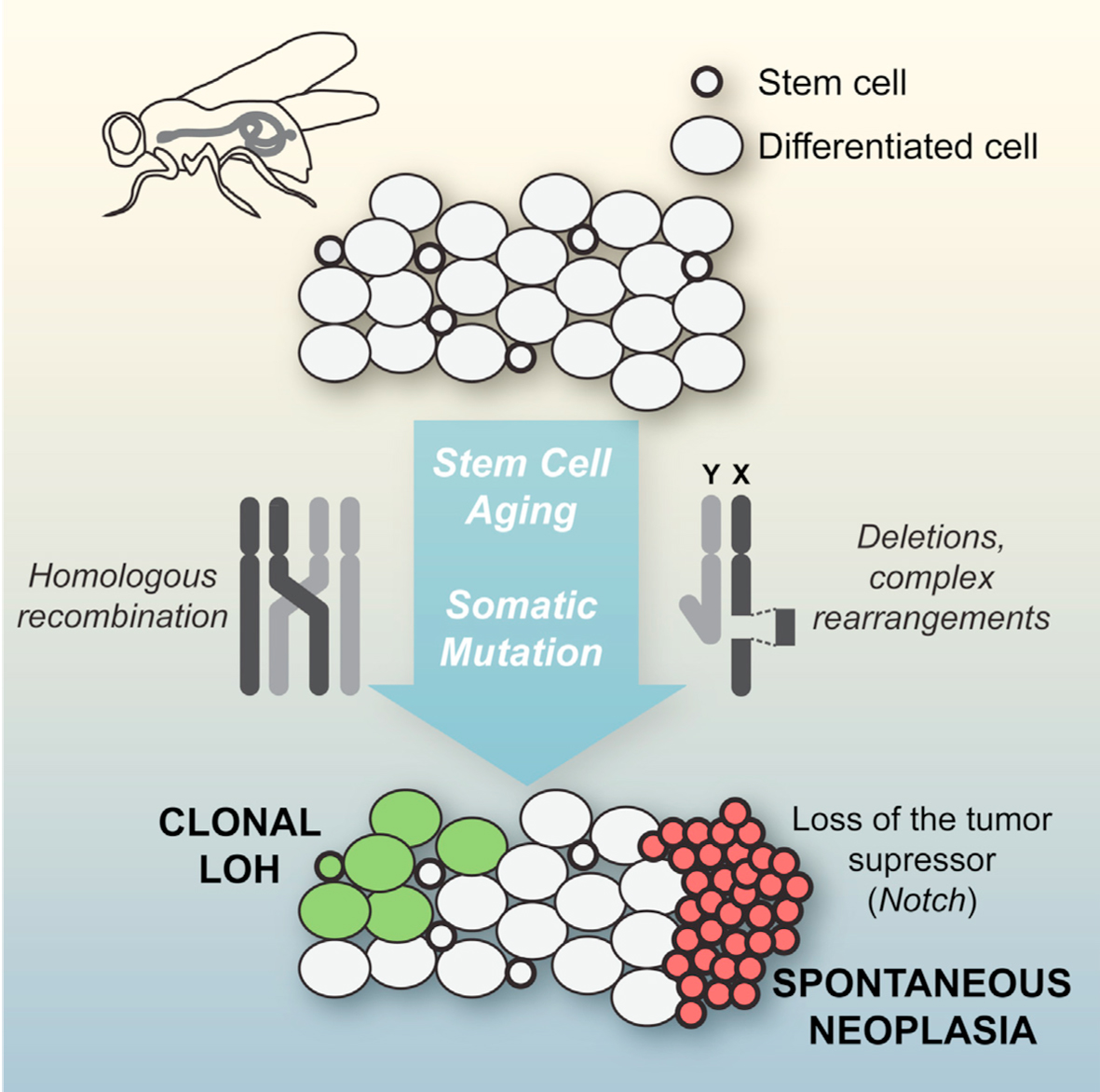 Fly Pushing in Tallahassee: Spontaneous Mutagenesis