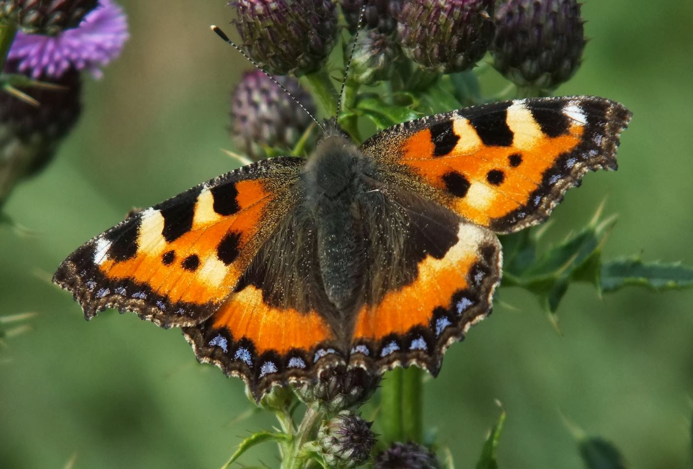 Perhoset: Nokkosperhonen