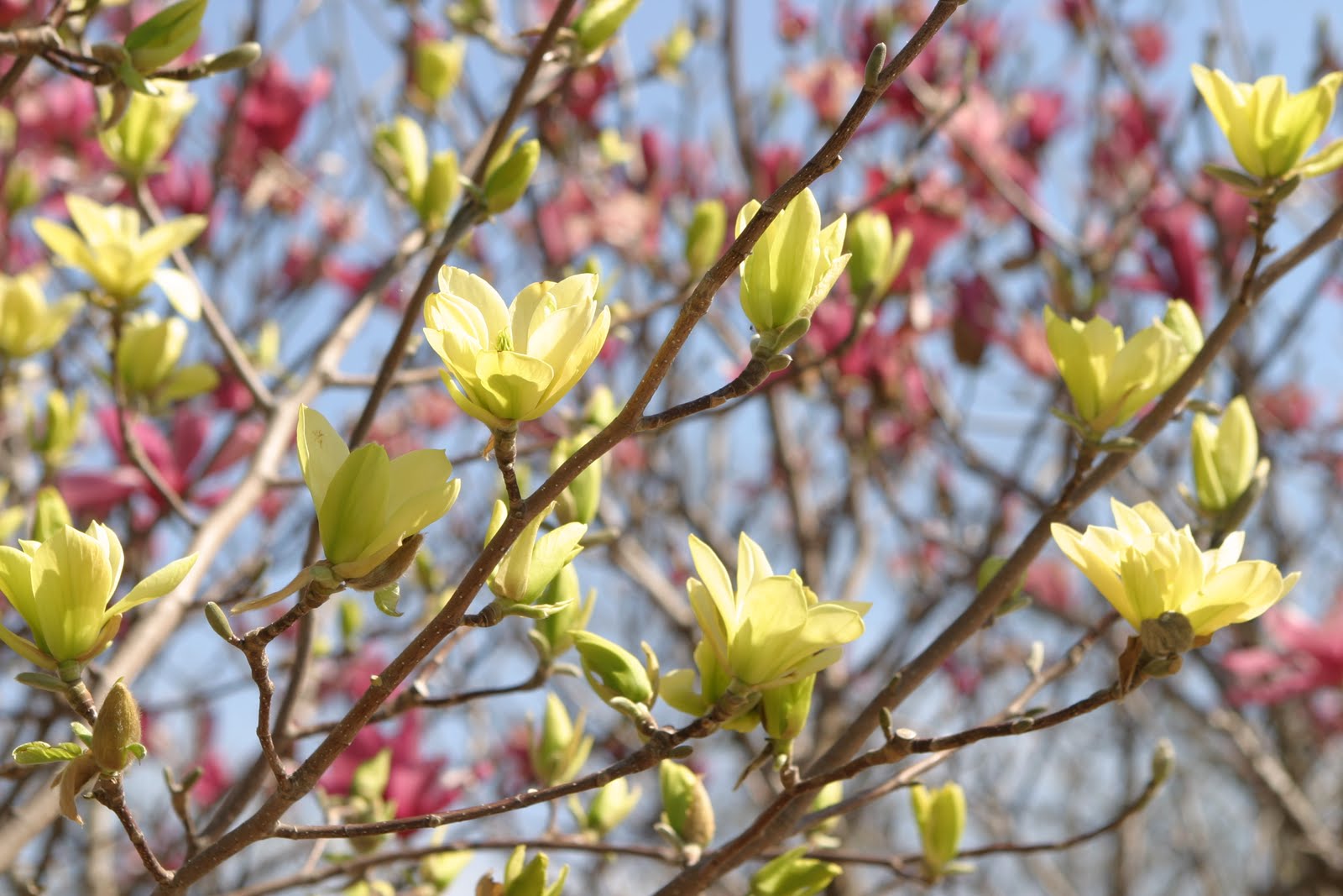 Powell Gardens' Blog: Spring Has Sprung!