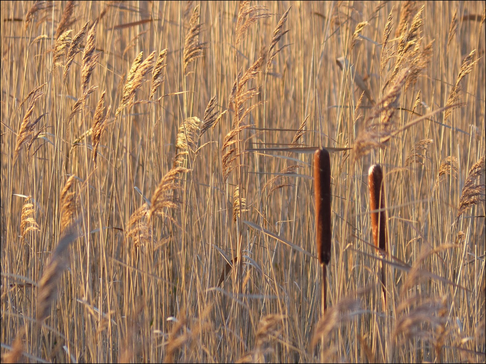 Wild and Wonderful: Seasonal Splash ~ RSPB Minsmere