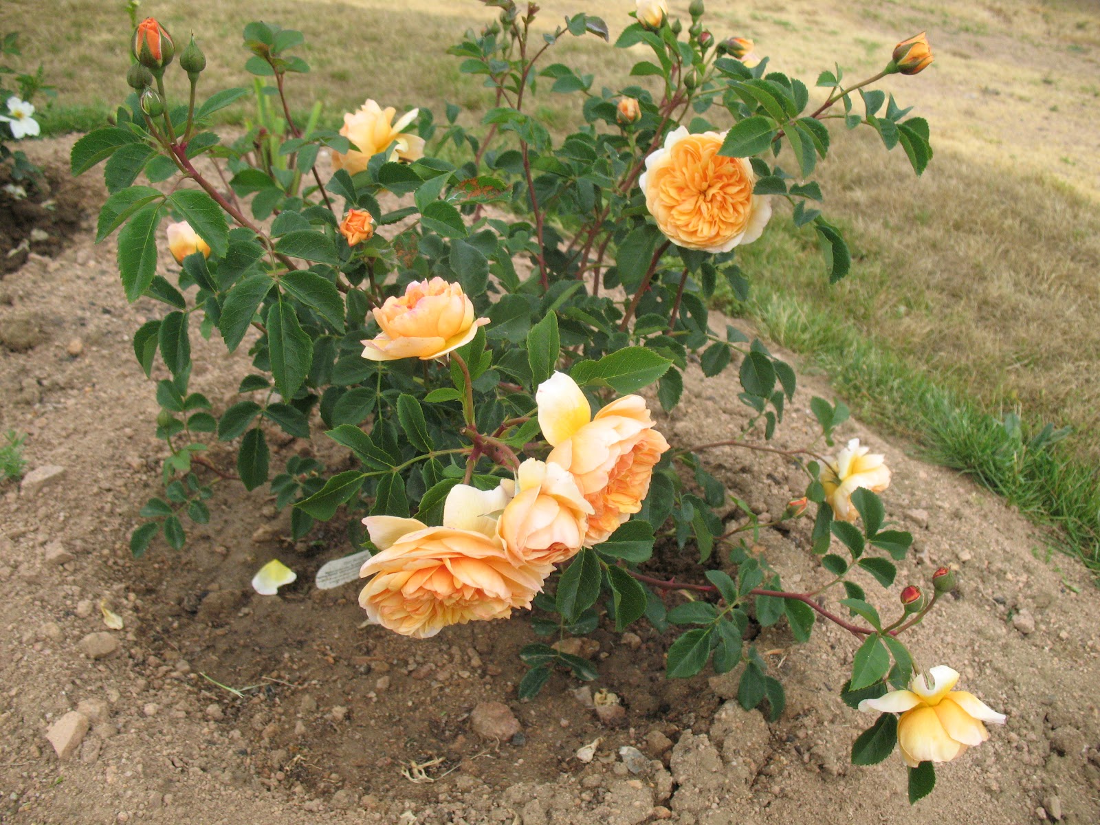 Roses du jardin Chêneland: Rosier "Port Sunlight"