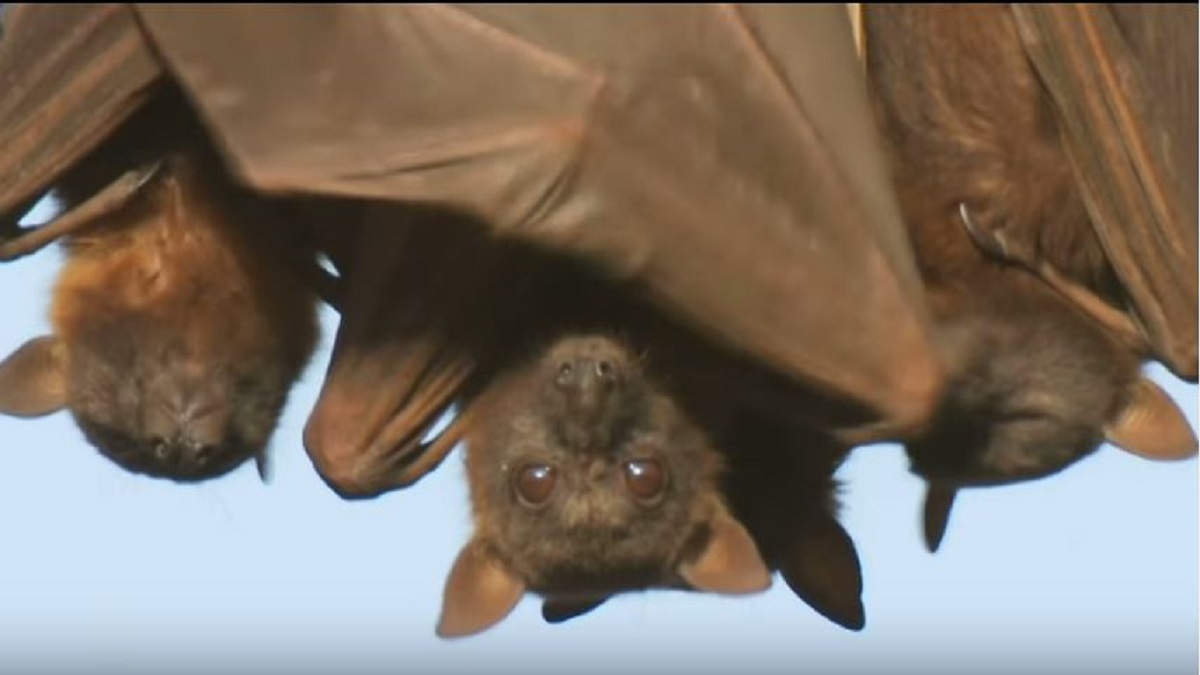 Australian Flying Fox Skeleton