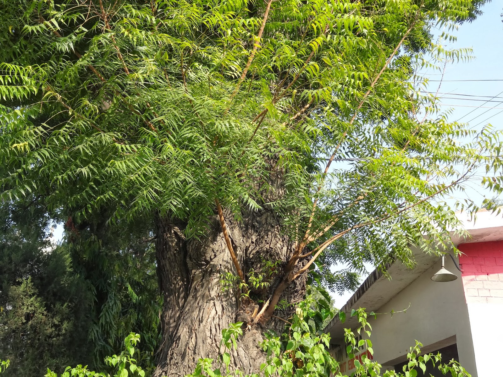 Plants of Lahore - Pakistan