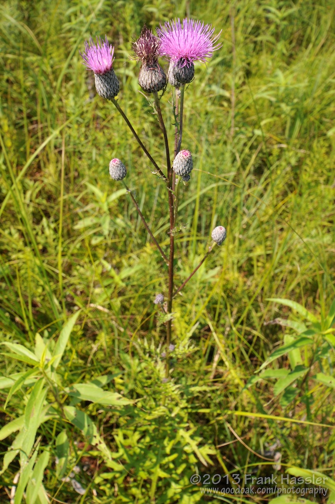 Good Oak News: Native Thistles: Pillars of the (Natural) Community