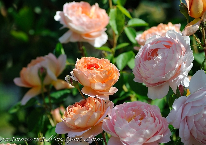 A Rose is a Rose...: Some Spring Roses