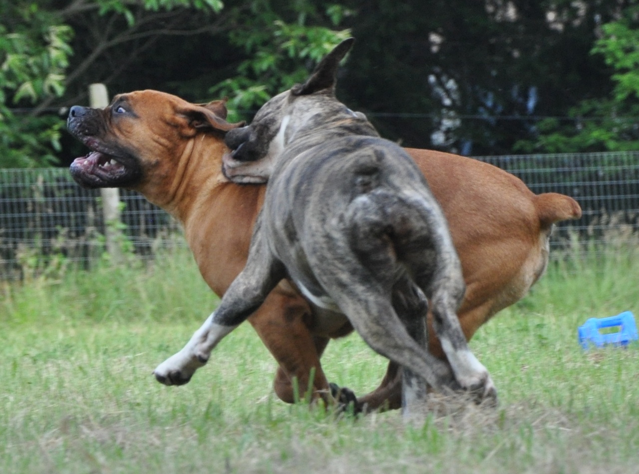 Analise De Cães: Boerboel