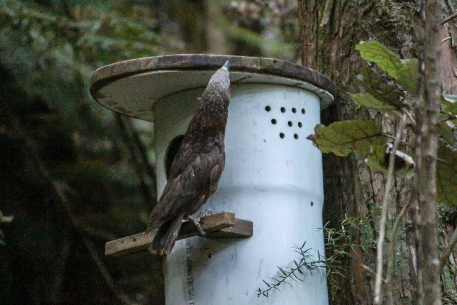 Julia's Birds, Bugs, Bikes and Boats Blog: A Young Kaka Leaves the Nest.