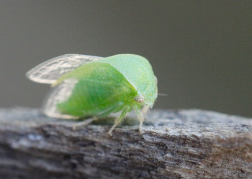 Banyan's End: Mystery Bean Bug