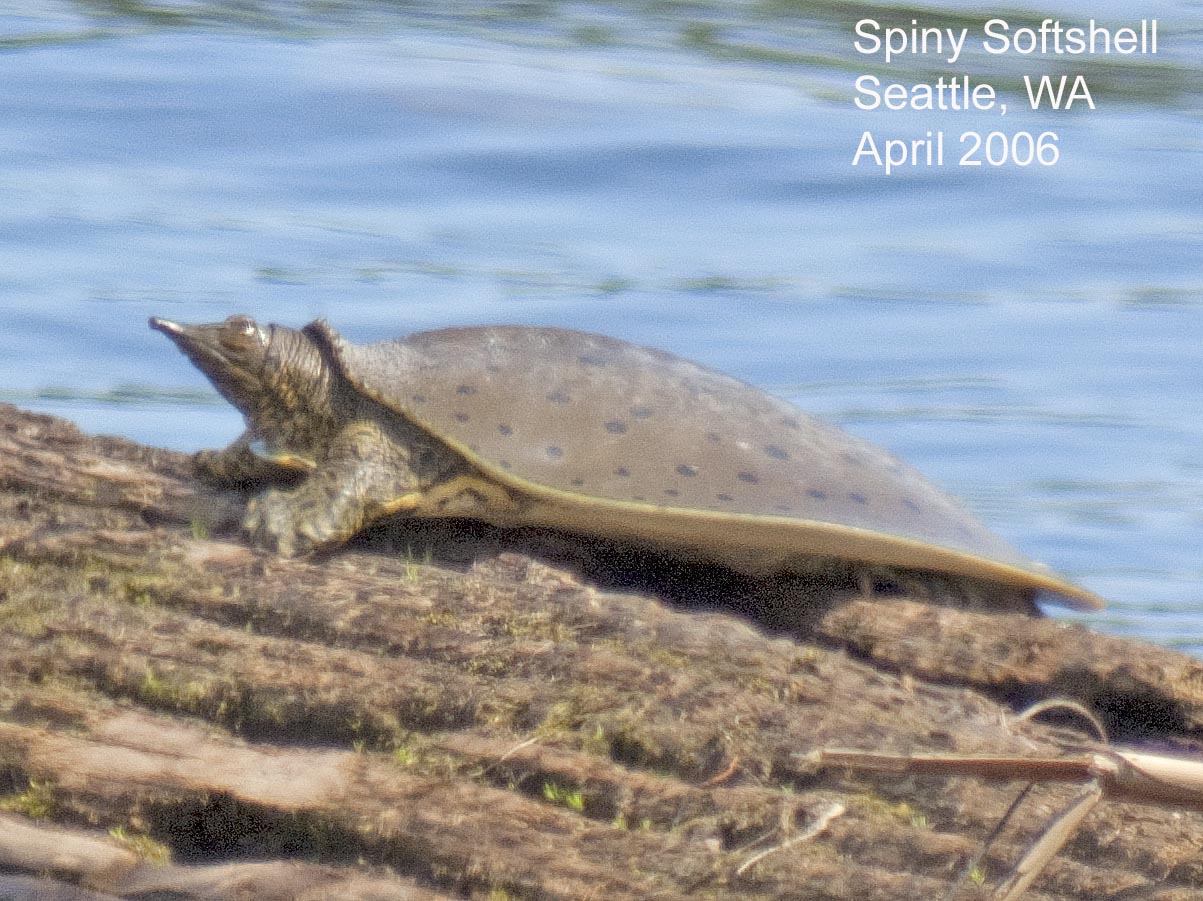 Northwest Nature Notes: PACIFIC NORTHWEST TURTLES