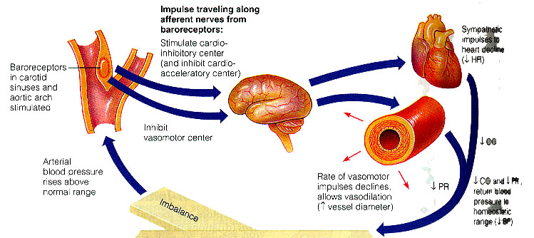 FISIOLOGIA HUMANA: SISTEMAS DE CONTROL DEL CUERPO