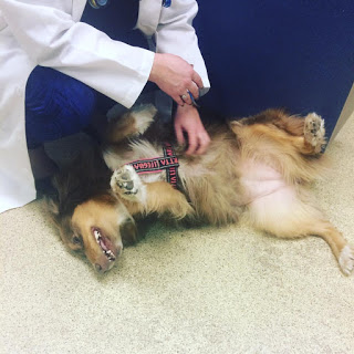 Running with Reds: IMPA in dogs-Information for those seeking it