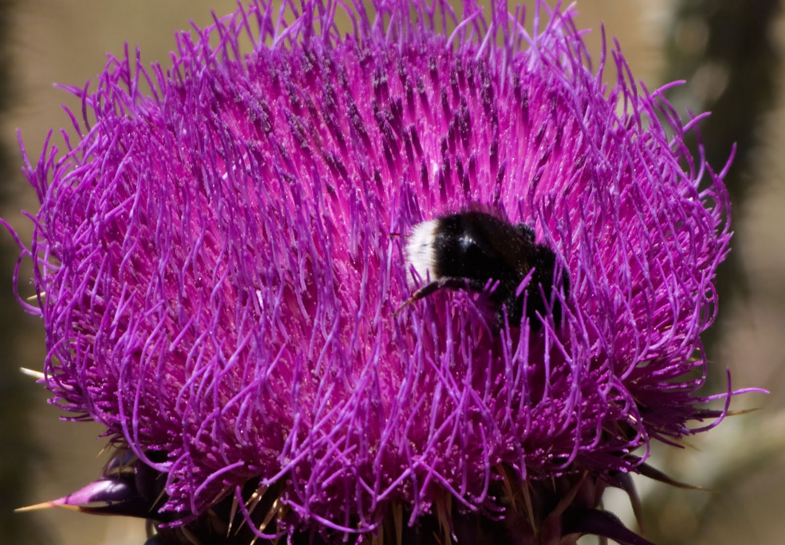 Gran Canaria "Un Paisaje por Descubrir" : El cardo florecido con sus ...
