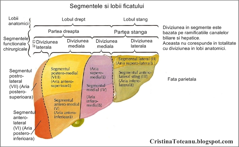Dr. Cristina Toteanu: ANATOMIA CORPULUI UMAN -IMAGINI - CORPUL UMAN