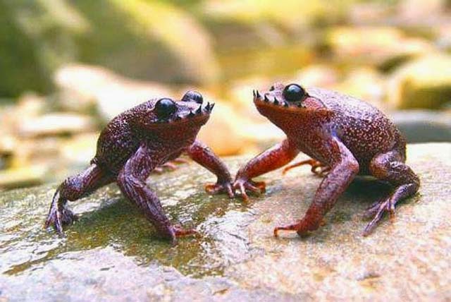 Alam Mengembang Jadi Guru: Kodok-Kodok yang Luarbiasa