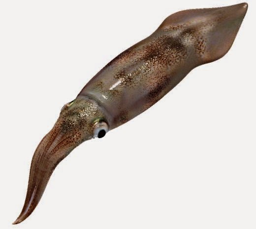 Tarım Siteniz: BALIK TÜRLERİ AVLAMA ŞEKİLLLERİ