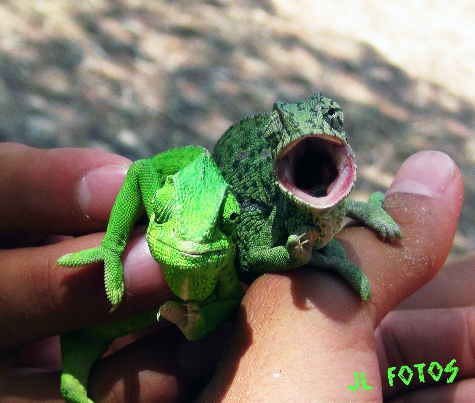 El rincón del naturalista: Chamaeleo chamaeleon ( Camaleón)