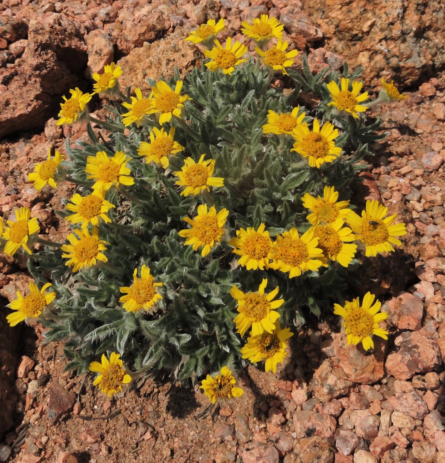 Prairiebreak: Colorado! or bust (Mementos from EXACTLY five and a half ...