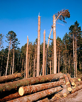 THE HUMAN INFLUENCE: Large-scale Logging