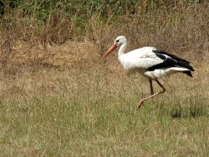 Variety of Life: Ciconiidae