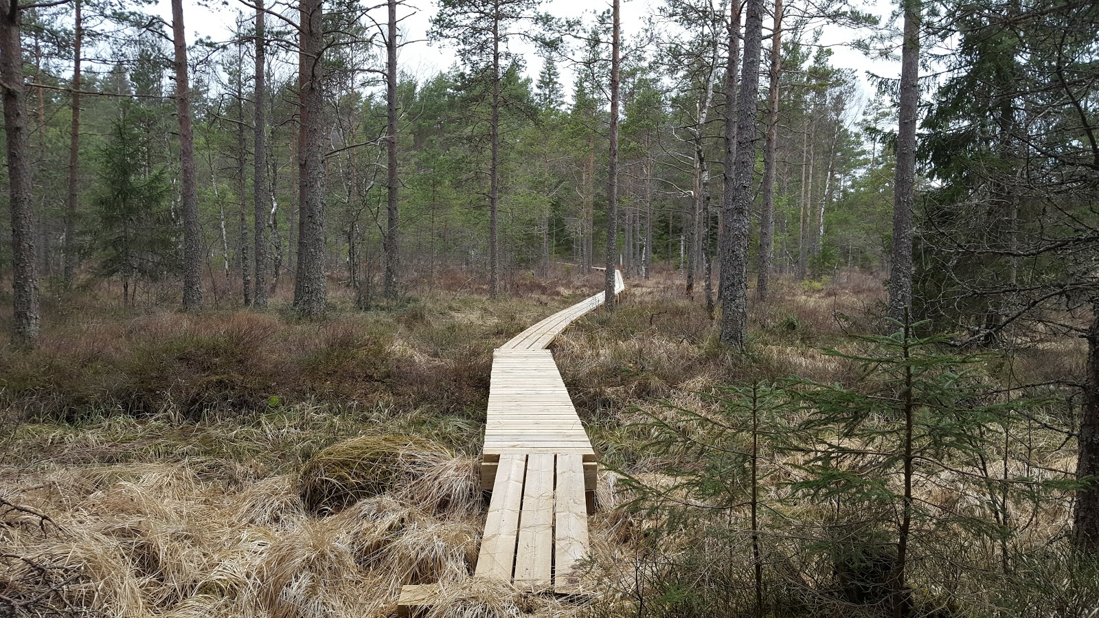 Cesar and The Woods: Cesar's Guide to The Ed Loop