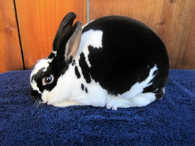 Kelinci Mini rex perawatan & Harga standard (lengkap) | Tips info ...