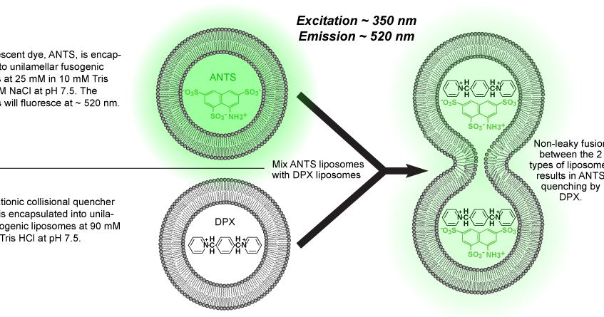 Liposome: Encapsula's Scientific Blog: Fluorescent Liposomes: ANTS/DPX ...