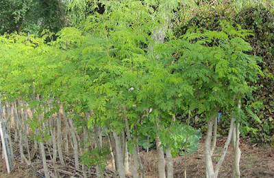 Moringa Trees: A Nutritional and Medicinal Plant for Humanity | Farming ...