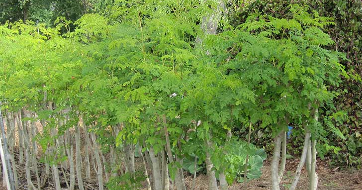 Moringa Trees: A Nutritional and Medicinal Plant for Humanity | Farming ...