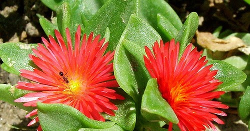 ROSINHA-DE-SOL - CARACTERÍSTICAS E CULTIVO