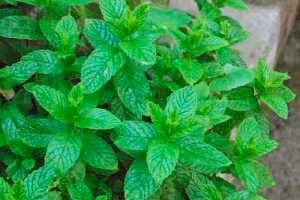 TU SALUD: Té de Menta, una forma natural para Bajar de Peso