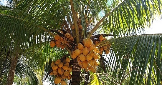 Terkini 28+ Gambar Pohon Kelapa Dan Bagian Bagiannya