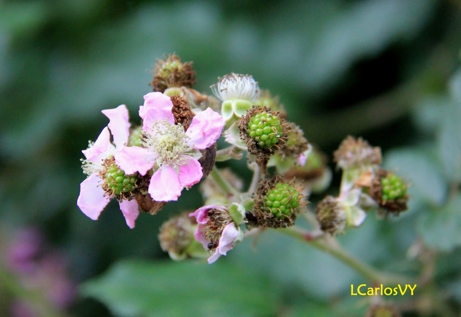 Plantas silvestres de Asturias: Zarza, zarzamora, mora – Rubus Ulmifolius