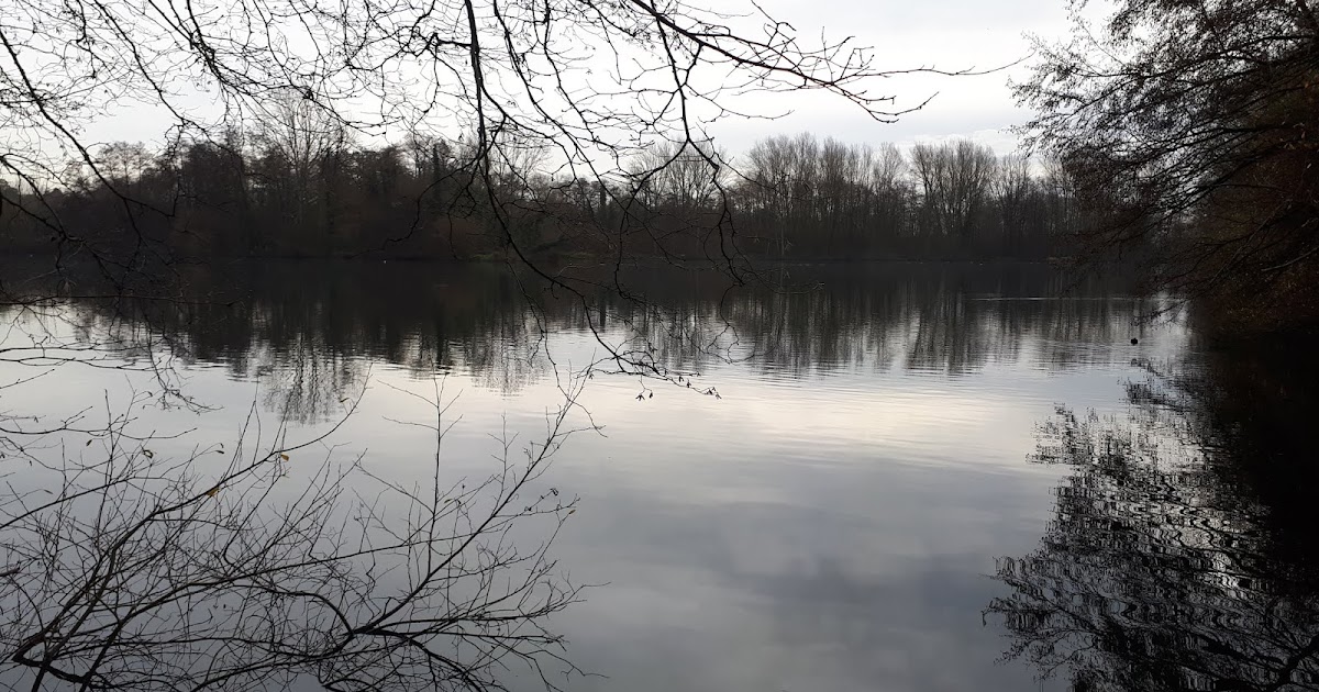 Denham Quarry - Red-breasted Merganser