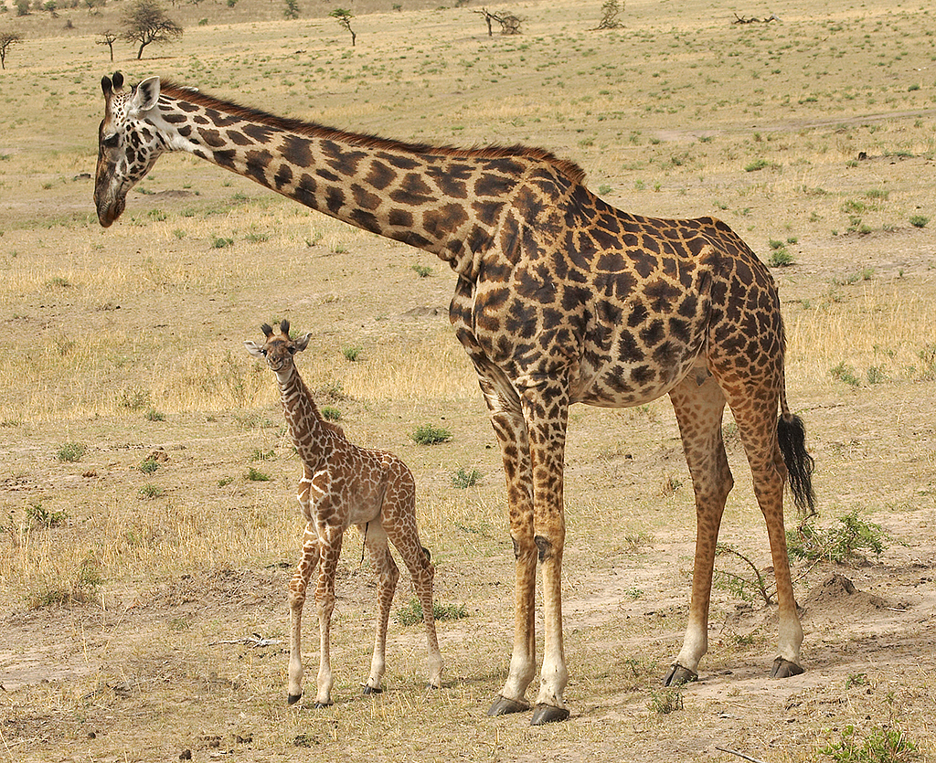 Top Flight Nature Photography: Photographing African wildlife with ...