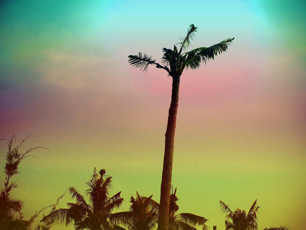 Nyiur melambai - Sigitbr4m