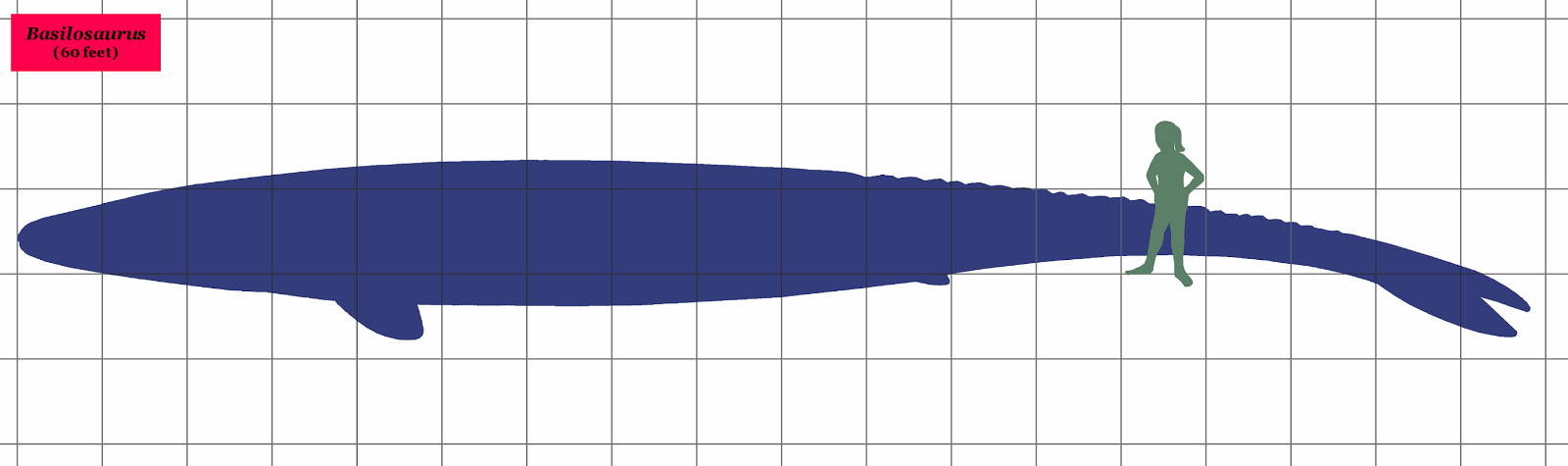Evolution: Fact or Myth ?!: Basilosaurus