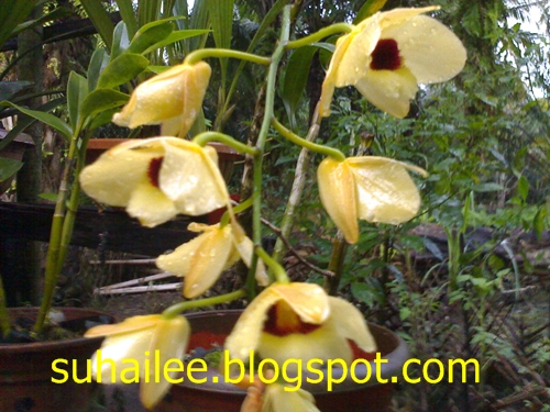 orkid liar : orkid liar / hutan dan kacukan