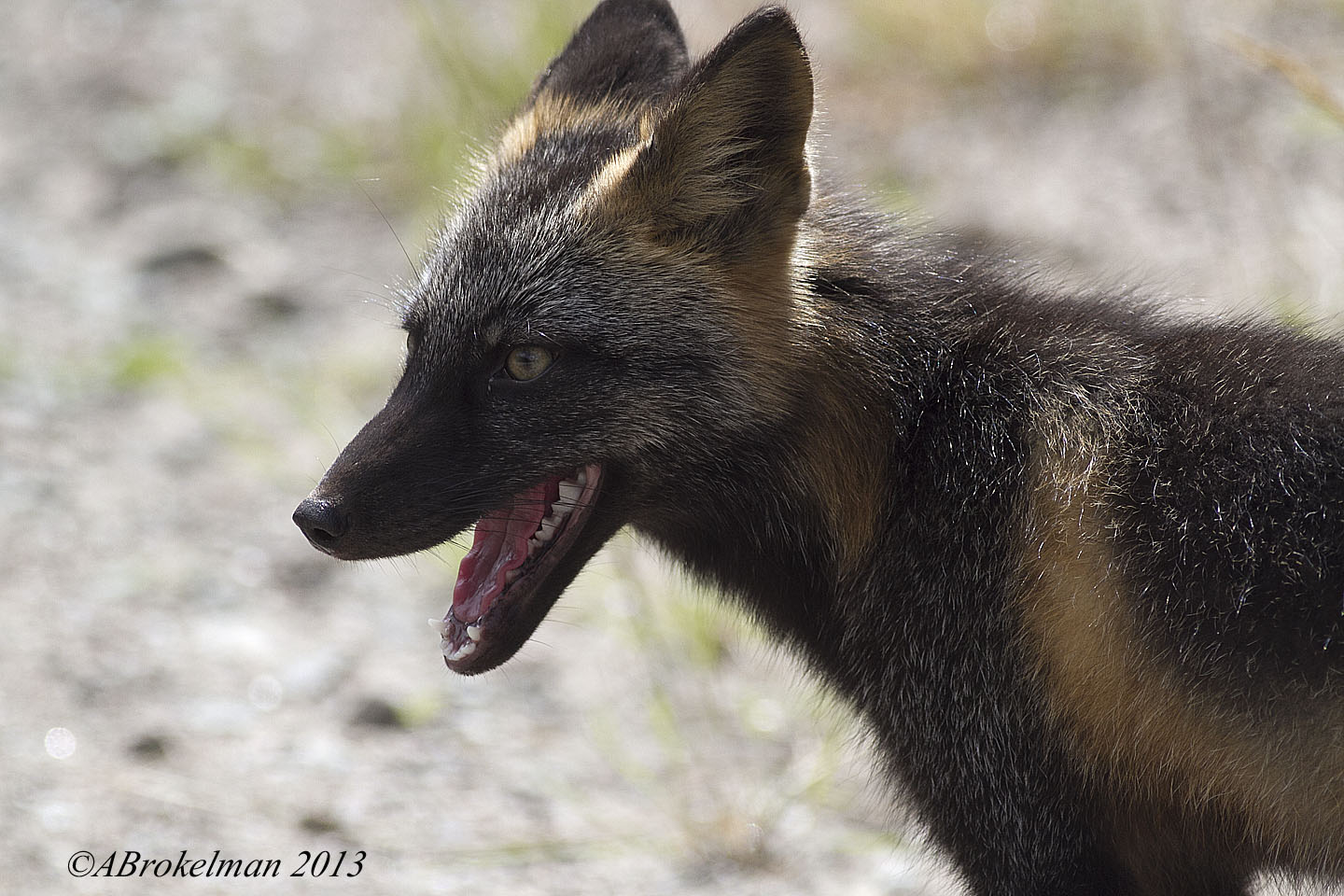 Ann Brokelman Photography: Cross Fox, Norris Point, Newfoundland Sept 2013