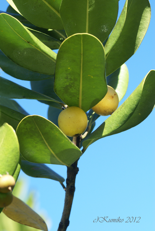 Flower Dictionary: Madagascar Olive