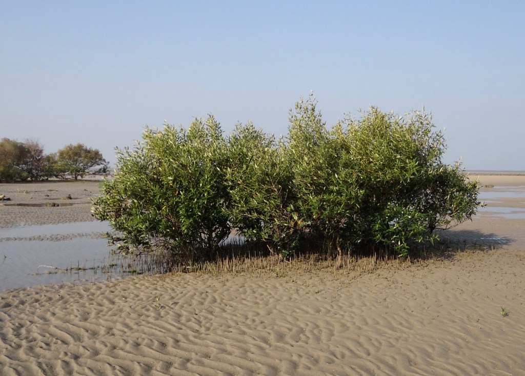 Goabirder: Gujarat Series - Enchanting.. Narara