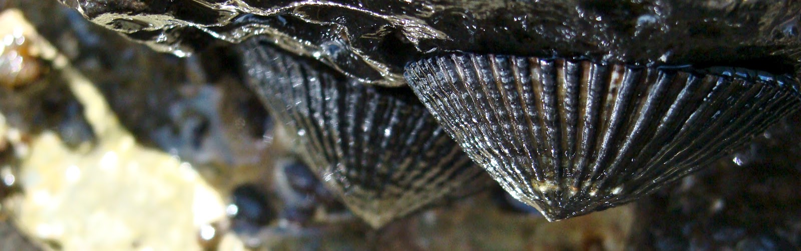 The Kaʻū Calendar News Briefs, Hawaiʻi Island: Ka`u News Briefs Feb. 24 ...